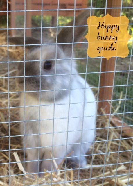 How to have hippity-hoppity happy bunnies. | Franger Farm