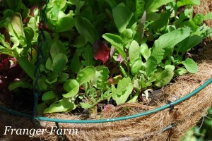 Space savers : growing lettuce in hanging baskets. | Franger Farm