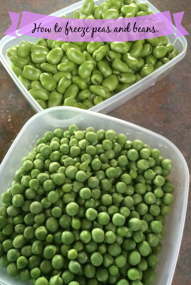 How to freeze fresh peas and beans. | Franger Farm