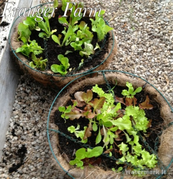 Space savers : growing lettuce in hanging baskets. | Franger Farm