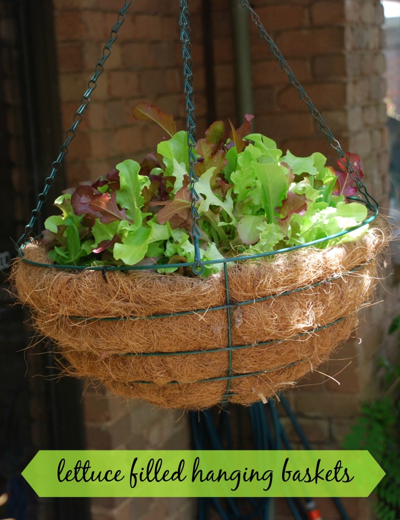 Space savers : growing lettuce in hanging baskets. | Franger Farm