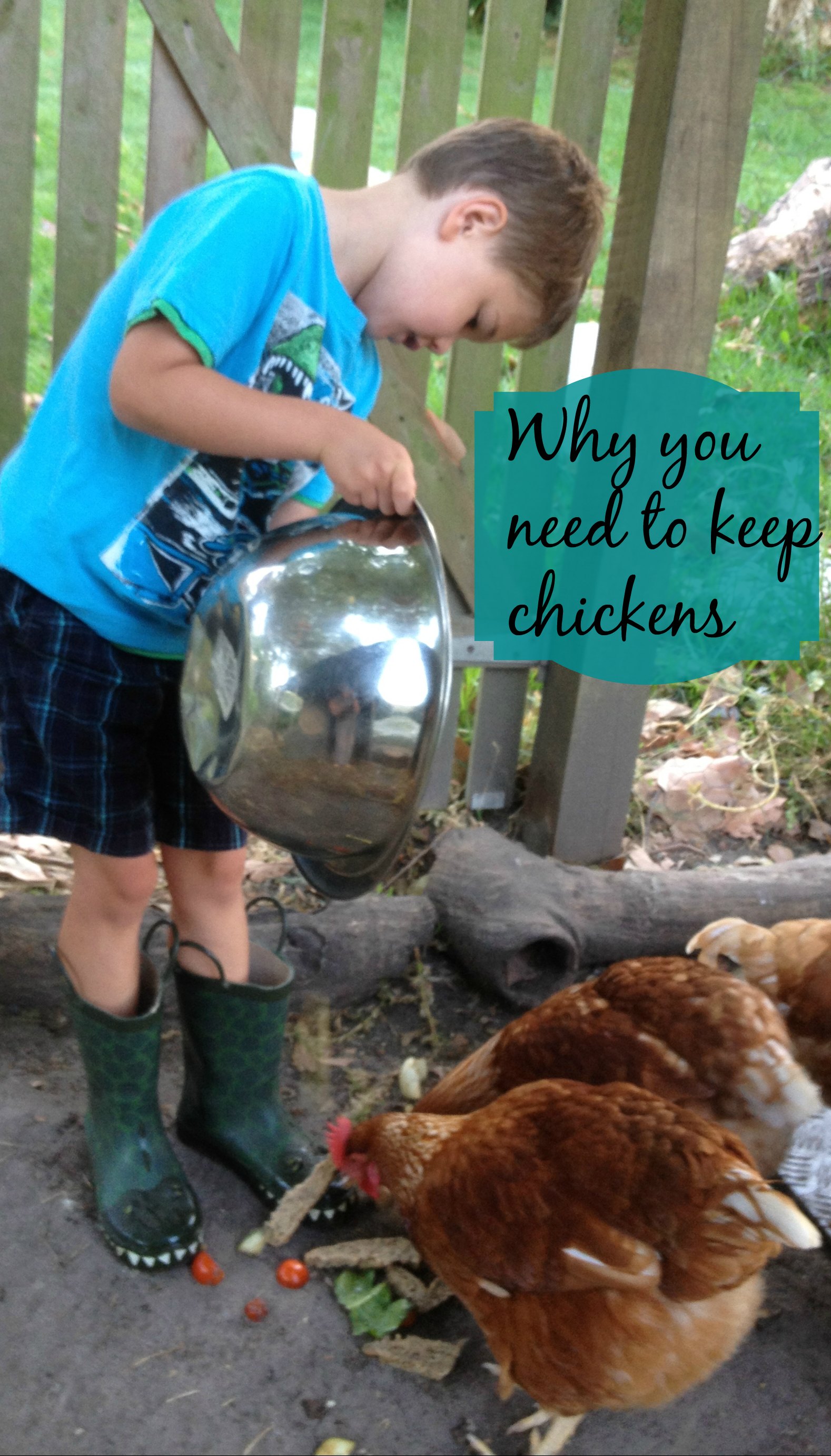 Why every suburban backyard should have chickens | Franger Farm