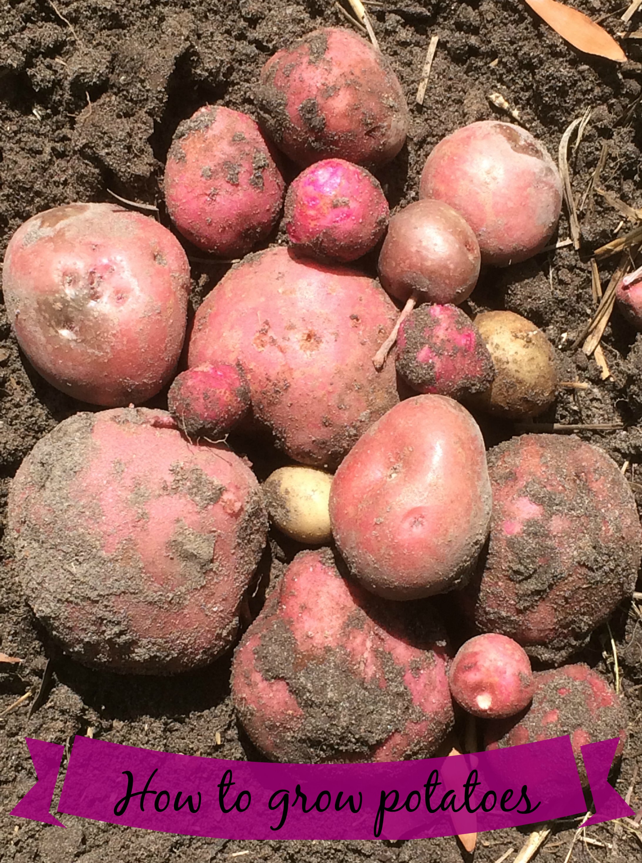 How to grow : Potatoes. | Franger Farm