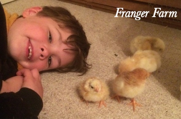 Franger Farm | Feeding a family from a suburban acre block.