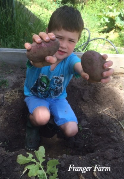 growing fruit and veg | Franger Farm