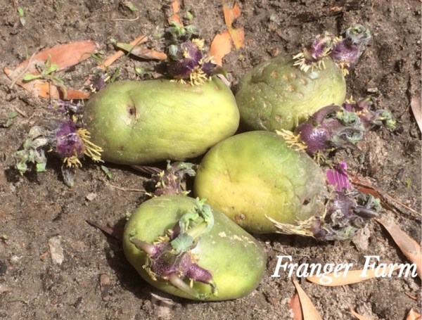 growing fruit and veg | Franger Farm