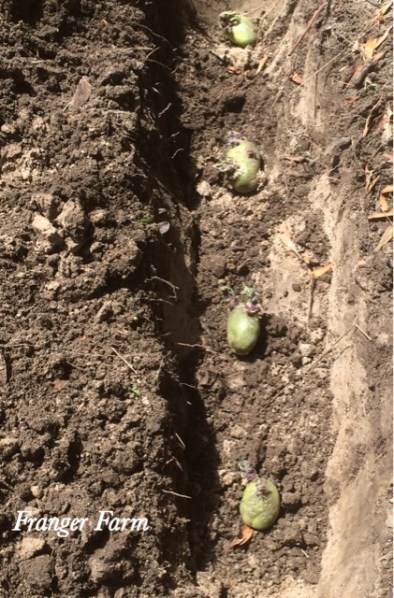 growing fruit and veg | Franger Farm