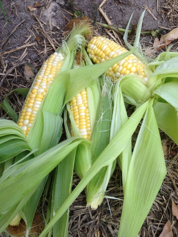 Franger Farm | Feeding a family from a suburban acre block.