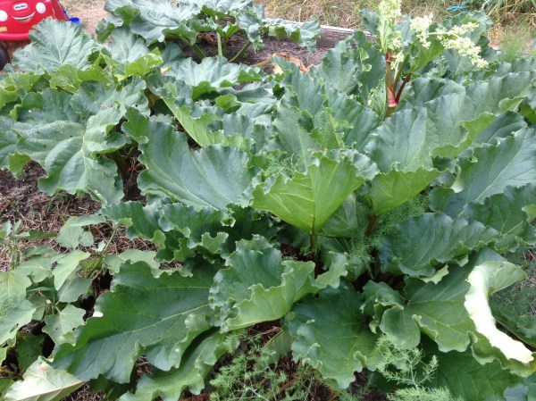 Franger Farm | Feeding a family from a suburban acre block.
