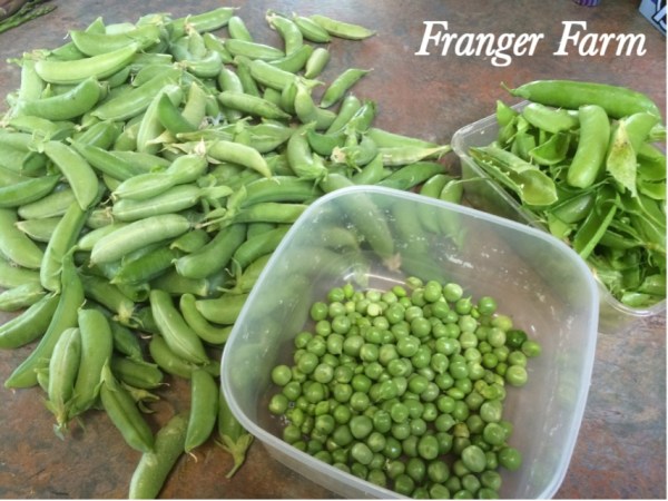 growing fruit and veg | Franger Farm