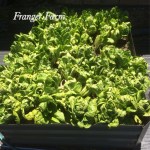 growing fruit and veg | Franger Farm