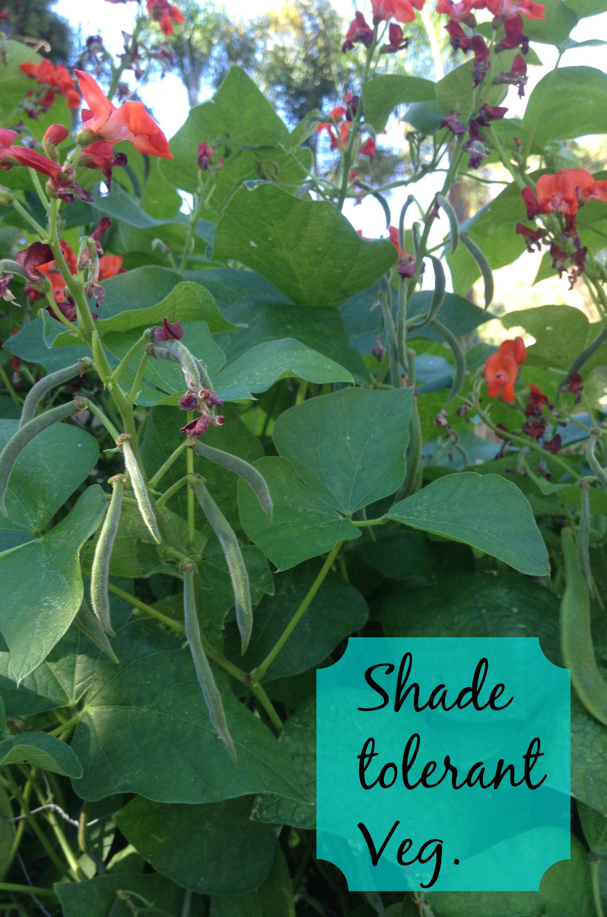 A quick guide to shade tolerant vegetables. | Franger Farm